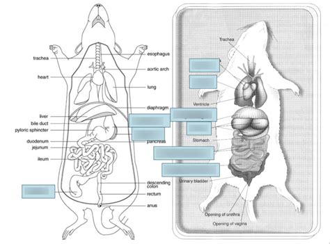 mouse diagram quizlet