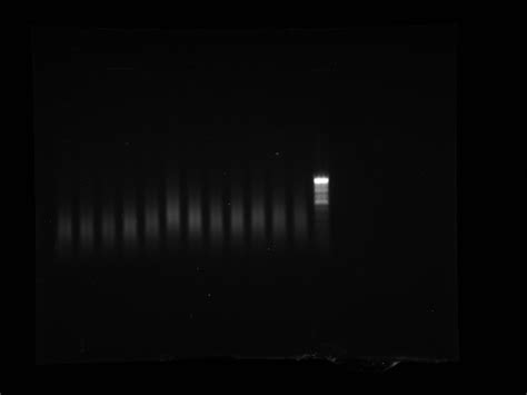 121 Questions With Answers In Gradient Pcr Science Topic