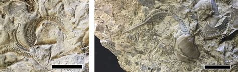 Fossil Of The Month Cryptolithus