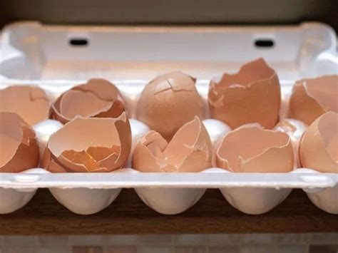 A Method For Extracting Rare Elements From Eggshells Was Devised