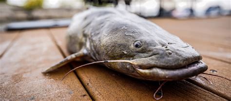 Best Catfish Bait And Lures That Actually Work Academy