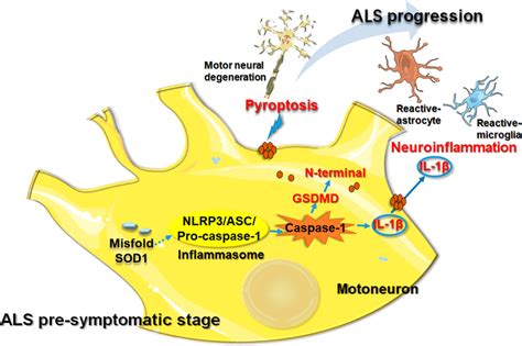 Schematic Presentation Of Nlrp3 Inflammasome Activation Induced