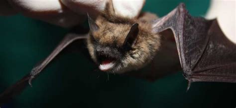 Eastern Small Footed Bat