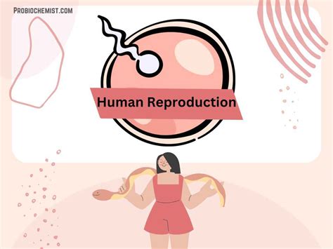 Human Reproduction Class 12 Ppt Pdf Plus 2
