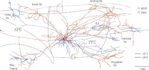 Figure 1 From New Features Of Connectivity In Piriform Cortex Visualized By Intracellular