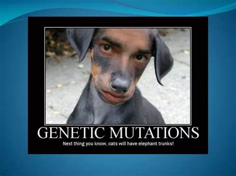Ppt Dna Mutations Powerpoint Presentation Free Download Id