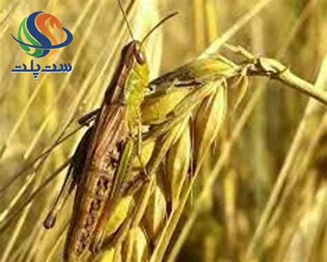 آشنایی با آفات گندم ست پلت سامانه ای برای کشاورزی هوشمند