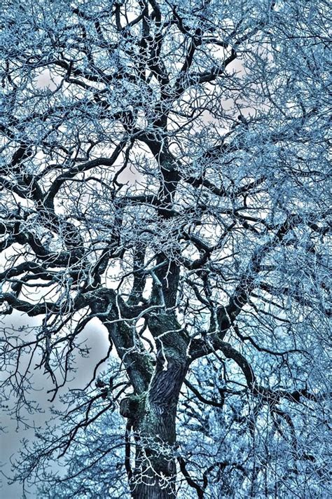 Pin De Vicky Wise En Trees Fotografía Invierno Fondos