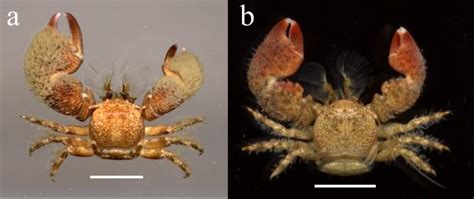 Color Comparisons Of Porcelain Crab Species