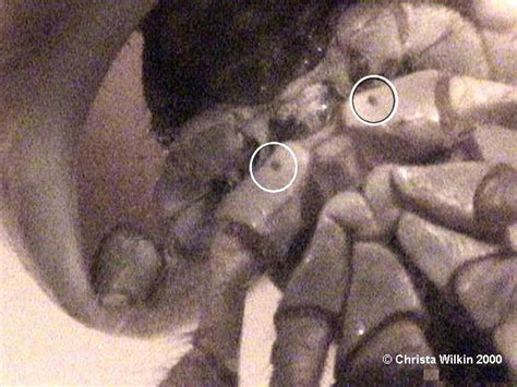 Hermit Crab Gender And Breeding Hermit Crab