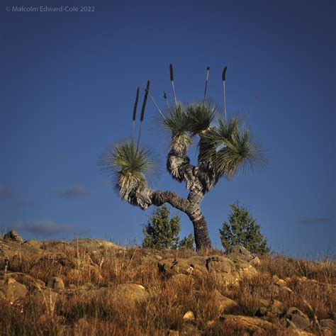 Grass Tree