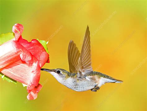 Ruby Throated Hummingbird Stock Image C Science Photo Library