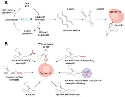 Dna Based Nanomaterials As Drug Delivery Platforms In Tumors
