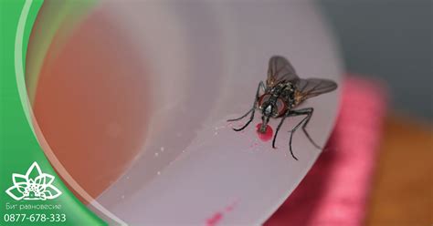 Опасни ли са мухите за човек ДДД фирма Bioravnovesie