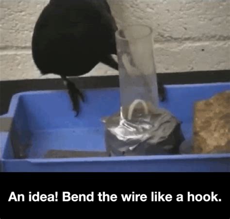 Ted The Amazing Problem Solving Skills Of Crows