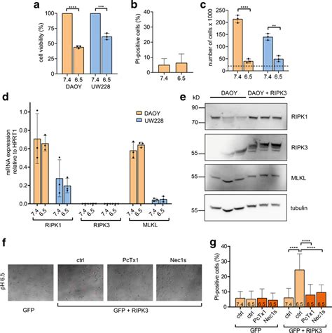 Overexpressing Ripk3 Renders Daoy Cells Susceptible To Acid Induced