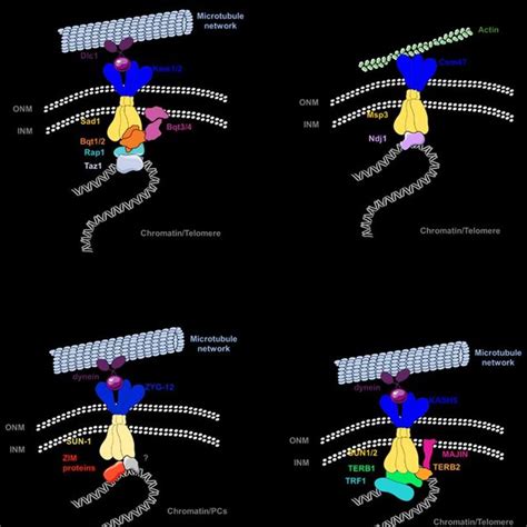 Schematic Representation Of The Molecular Components That Tether