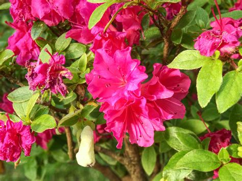 List Of Dwarf Azaleas