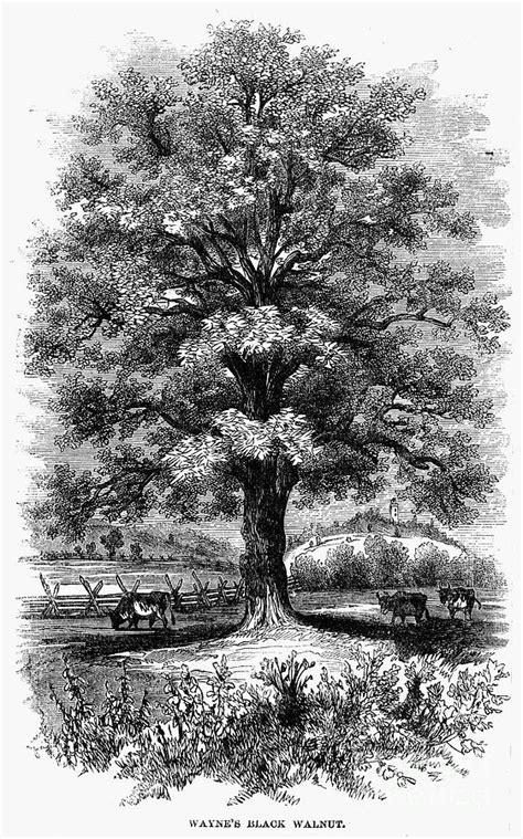 Walnut Tree Drawing
