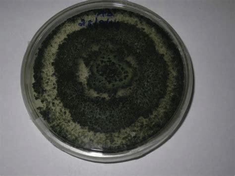 Trichoderma Sp Bscr02 Grown In Pda Plate Pda ¼ Potato Dextrose Agar Download Scientific Diagram