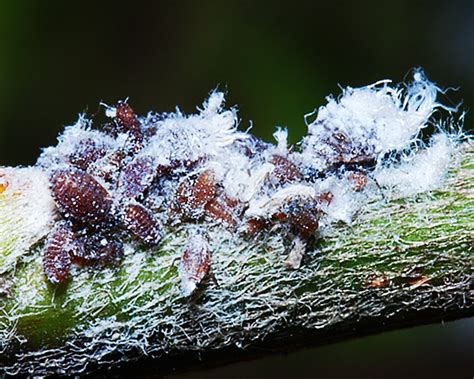 Eriosoma Lanigerum Woolly Apple Aphid Identification Images