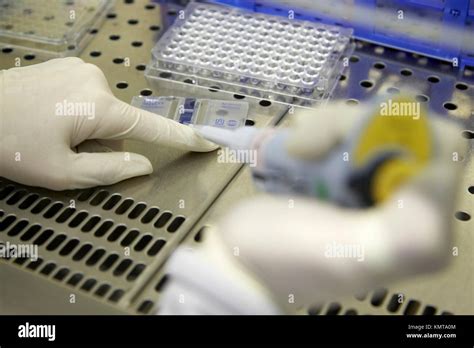 Counting Cells In Neubauer Chamber At Walter Mcglothlin Blog