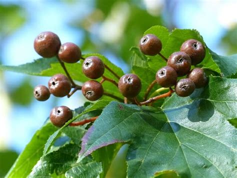 Babe Brown Applenut Berries Sun Rising