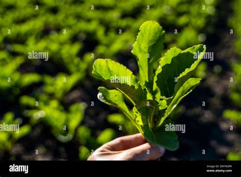 Leafs Of Young Beetroot Plants In Farmer Hand Farmer Holding Beet Root