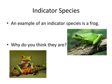 What Is An Indicator Species Example At Ashley Smalley Blog
