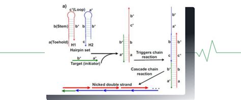 Description Zju China Igem Wp1