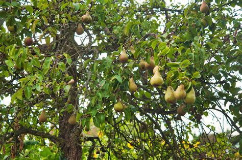 Bartlett Pear Tree