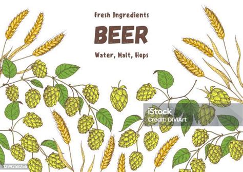 맥주 성분 벡터 일러스트레이션 홉과 보리 맥아 양조장 디자인 템플릿 맥주 홉 일러스트레이션 손으로 그린 디자인 맥주 성분 벡터