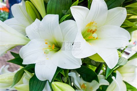 美丽的白色百合