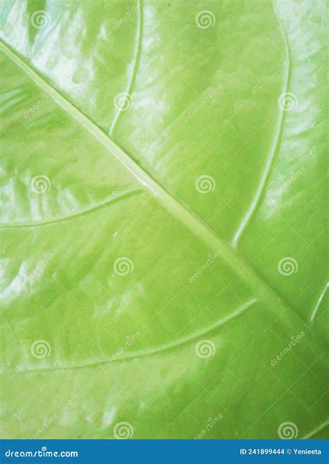 Structure Of The Green Leaf Isolated On White Background Royalty Free