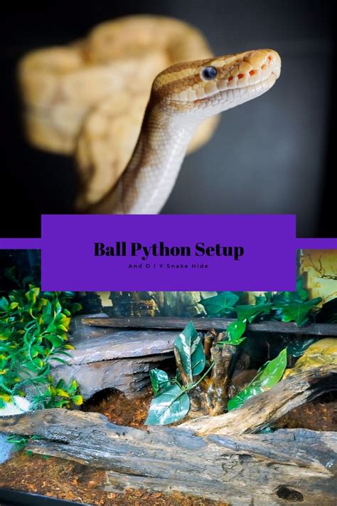 Ball Python Setup Ball Python Ball Python Care Snake Hides