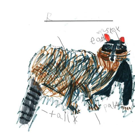 Raccoon Anatomy Diagram