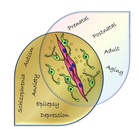 Endothelial Gaba Signaling A Phoenix Awakened Pmc