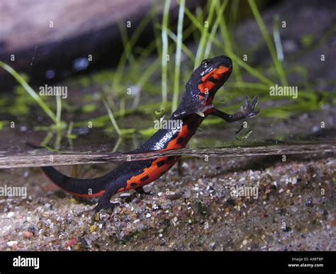 Japanese Firebelly Newt Japanese Fire Bellied Newt Cynops Pyrrhogaster In Terrarium Stock