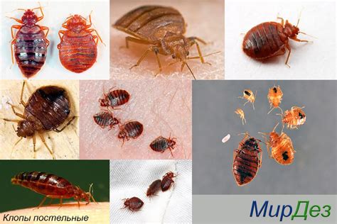 Разновидности клопов 76 фото