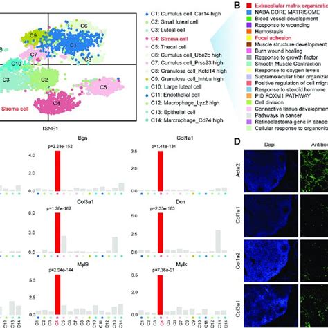 Single Cell Transcriptome Analysis Of The Adult Mouse Ovary A T Sne