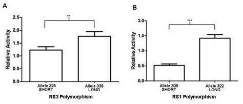 Relative Activity Of The Rs3 A And Rs1 B Polymorphisms Constructs Download Scientific