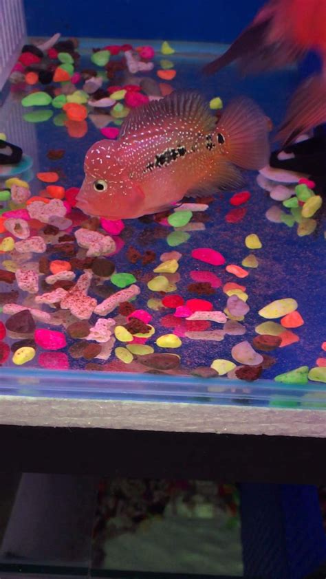 Knowing Difference Between Kamfa And King Kamfa