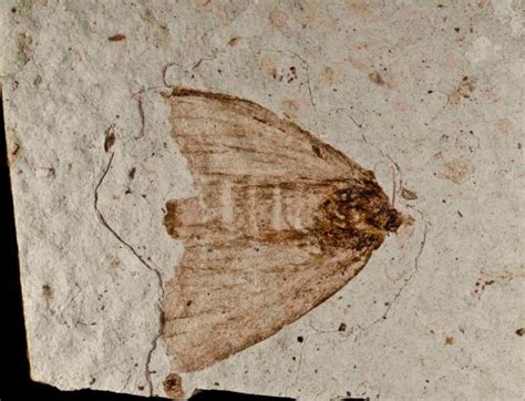 Carbonization Fossils