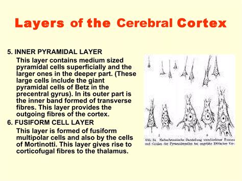 9 Cerebral Cortex 08 09 Ppt Brain And Nervous System Disorders Diseases And Conditions