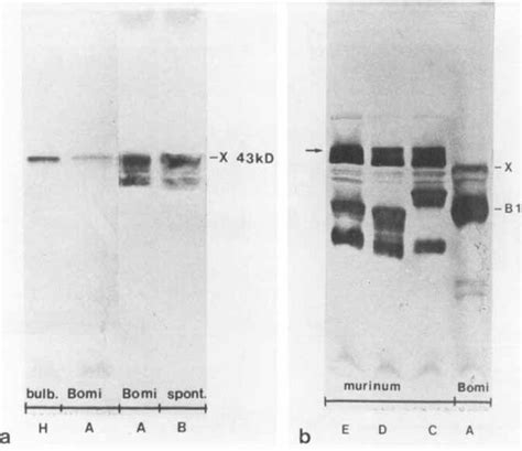 A And B Immunoblot Assays A The Reaction Of The Monoclonal Antibody Download Scientific