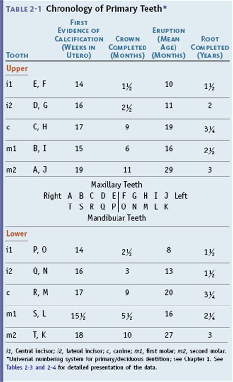 Primary And Permanent Teeth Chart