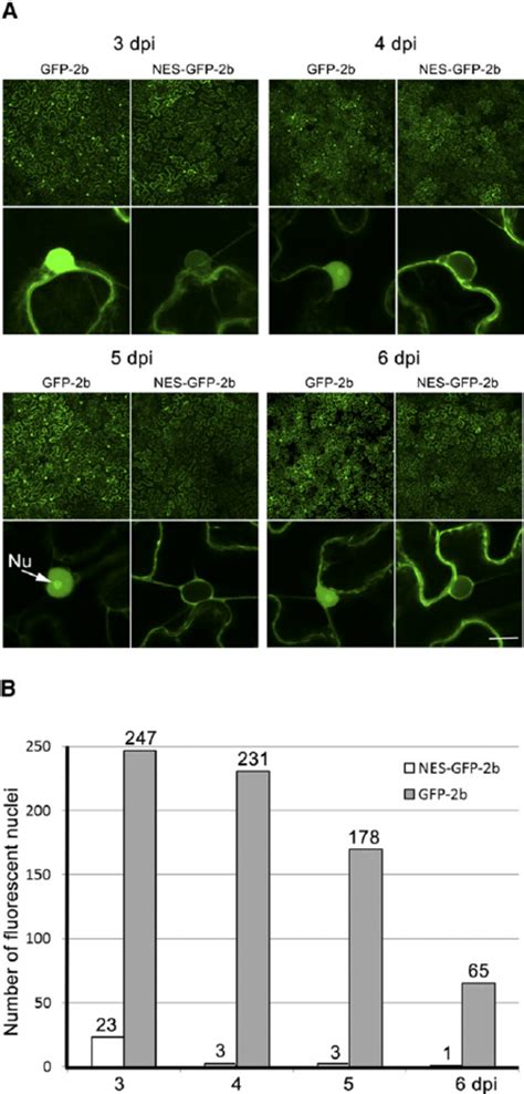 a alterations in the subcellular localization patterns of a 2b