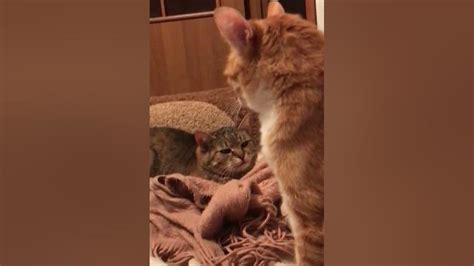 аби ваш чоловік був щасливим хай ходить до друзів…і не будіть поки йому це сниться Youtube