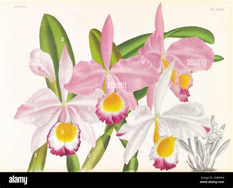Lindenia Gand Belgium Impr F Meyer Van Loo 1885 1906