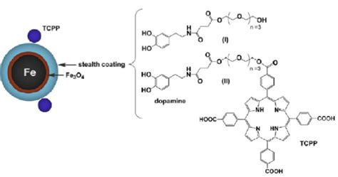 Composition Of The 4 Tetracarboxyphenyl Porphyrin Tcpp Labeled